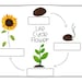 Life Cycle of a Flower, Preschool Curriculum, Preschool Printable ...