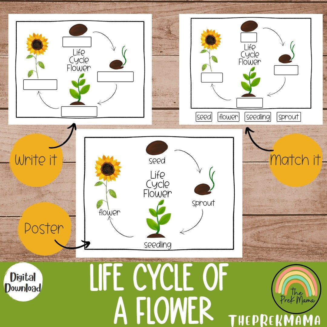 Life Cycle of a Flower, Preschool Curriculum, Preschool Printable ...