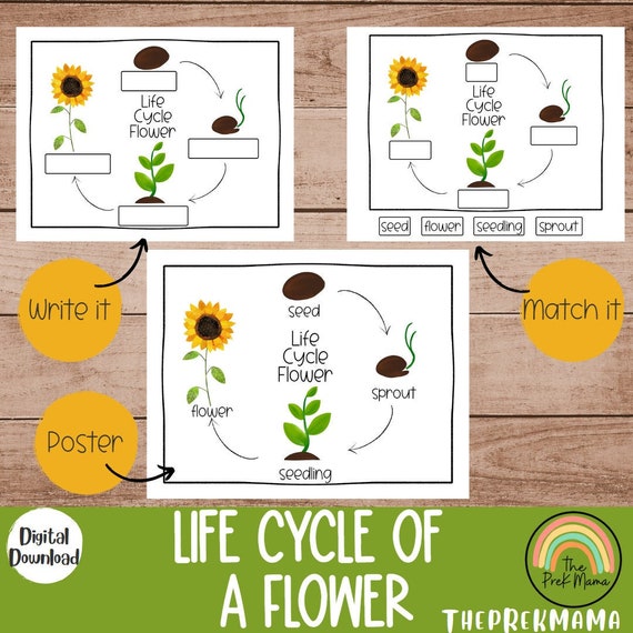 Flower Life Cycle Preschool