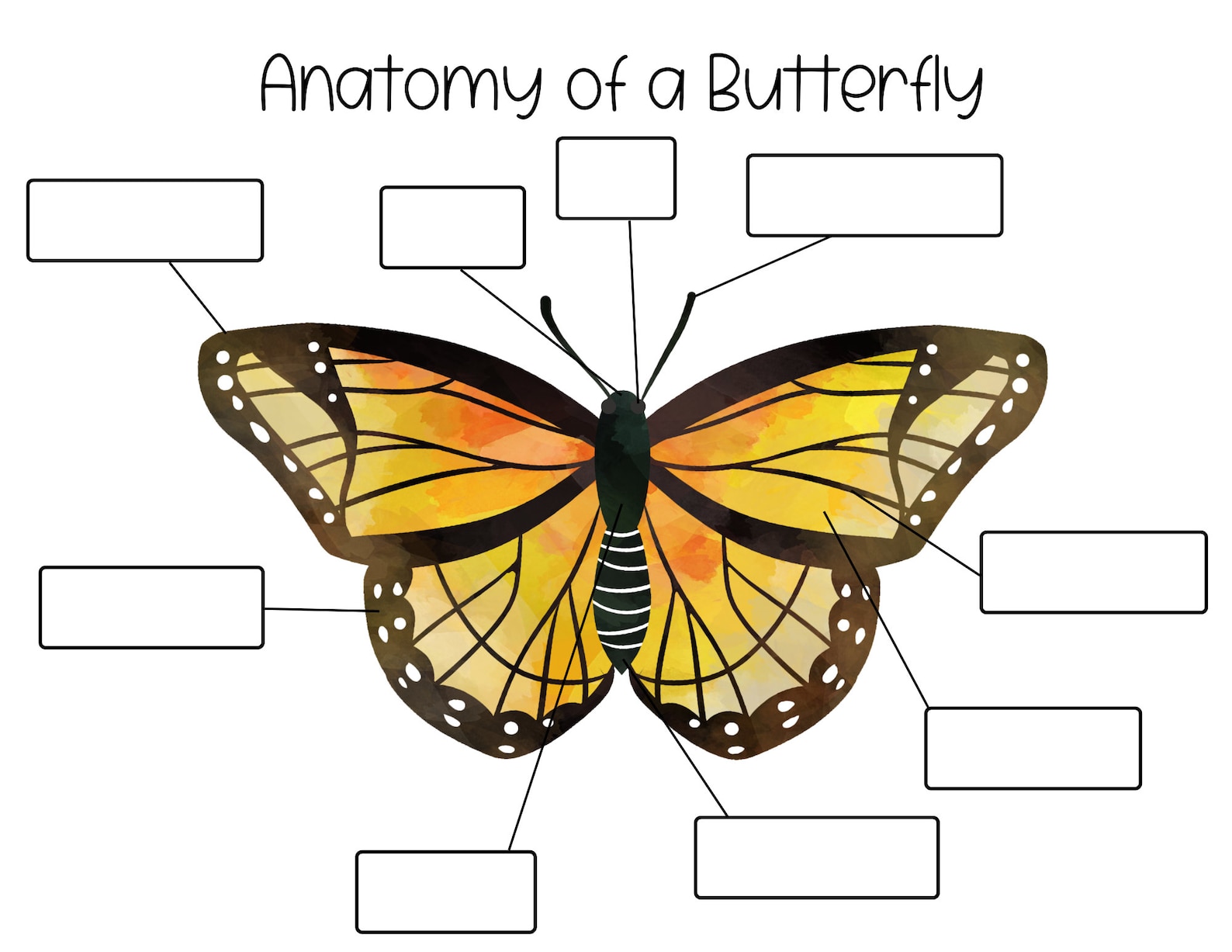 Anatomy Of A Butterfly Preschool Curriculum Preschool Etsy anatomy-of-a-butterfly-preschool-curriculum-preschool-etsy