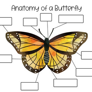 Anatomy of a Butterfly, Preschool Curriculum, Preschool Printable ...