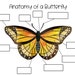 Anatomy of a Butterfly, Preschool Curriculum, Preschool Printable ...