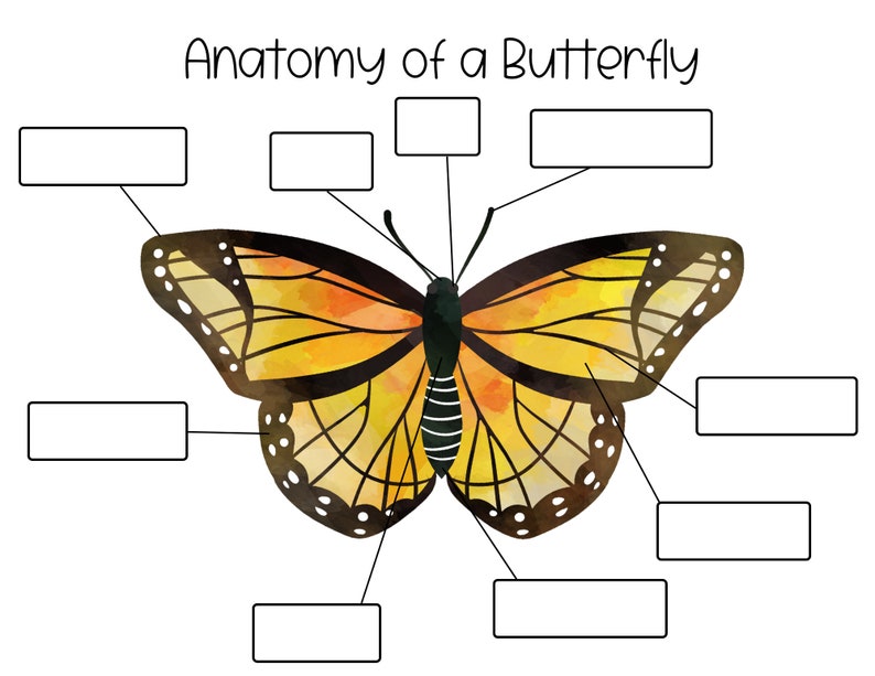 Anatomy of a Butterfly Preschool Curriculum Preschool - Etsy
