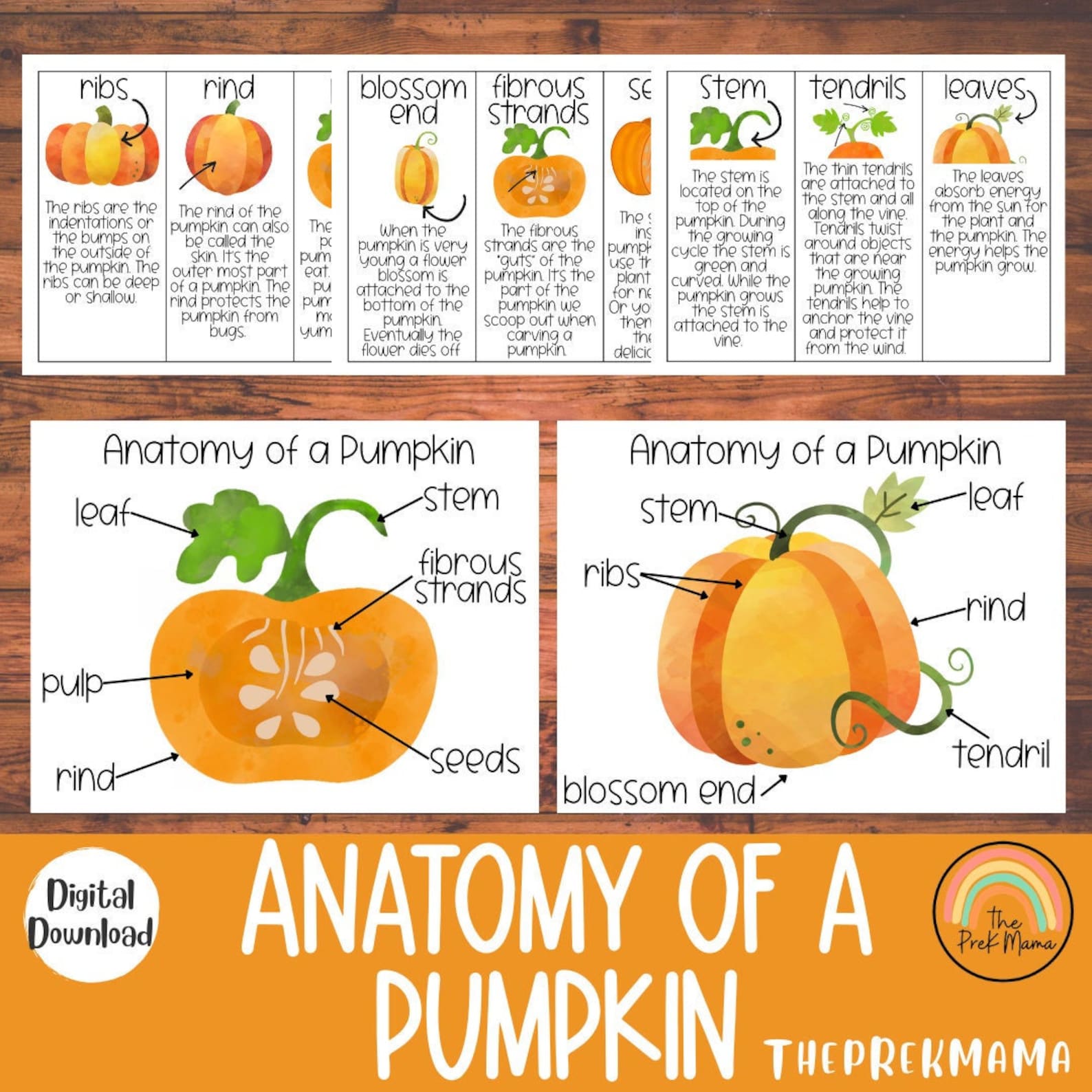 Anatomy of a Pumpkin, Preschool Printable, Montessori Materials ...