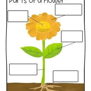 Parts of a Flower, Preschool Curriculum, Preschool Printable ...
