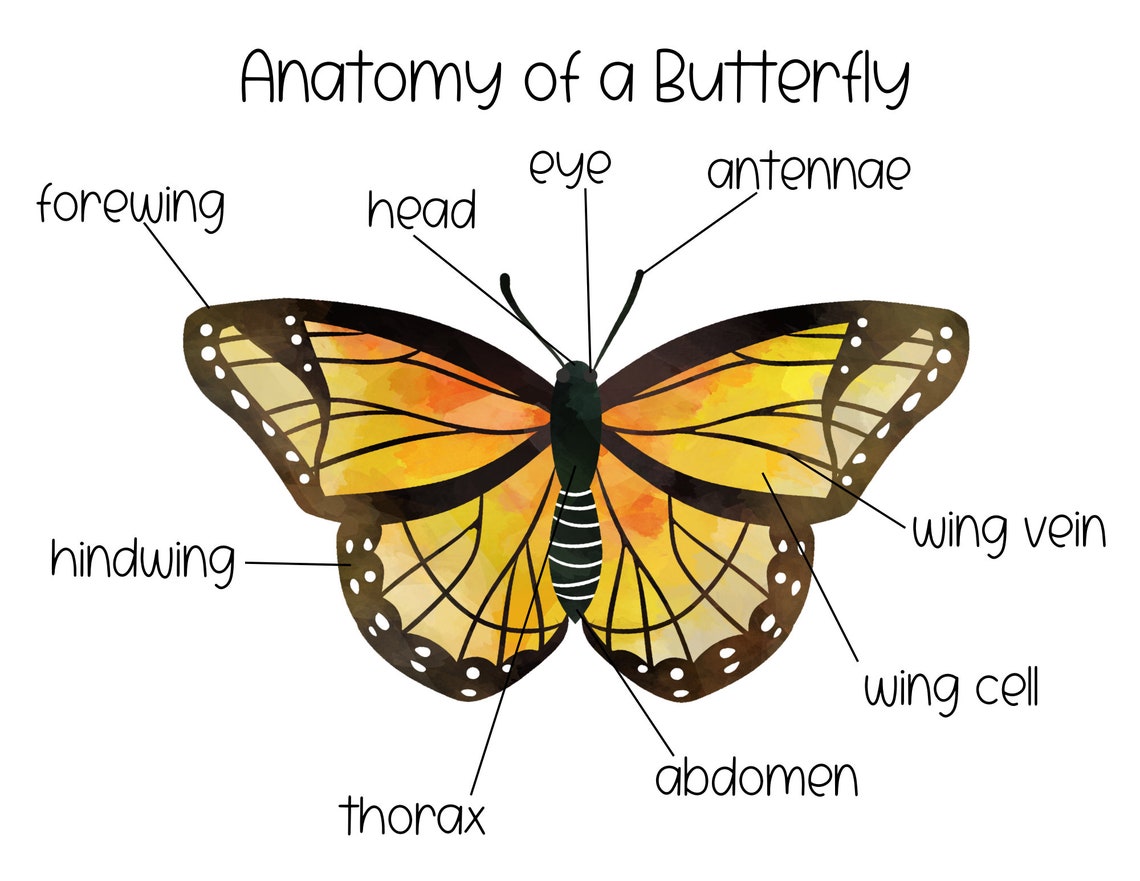 Anatomy of a Butterfly Preschool Curriculum Preschool - Etsy