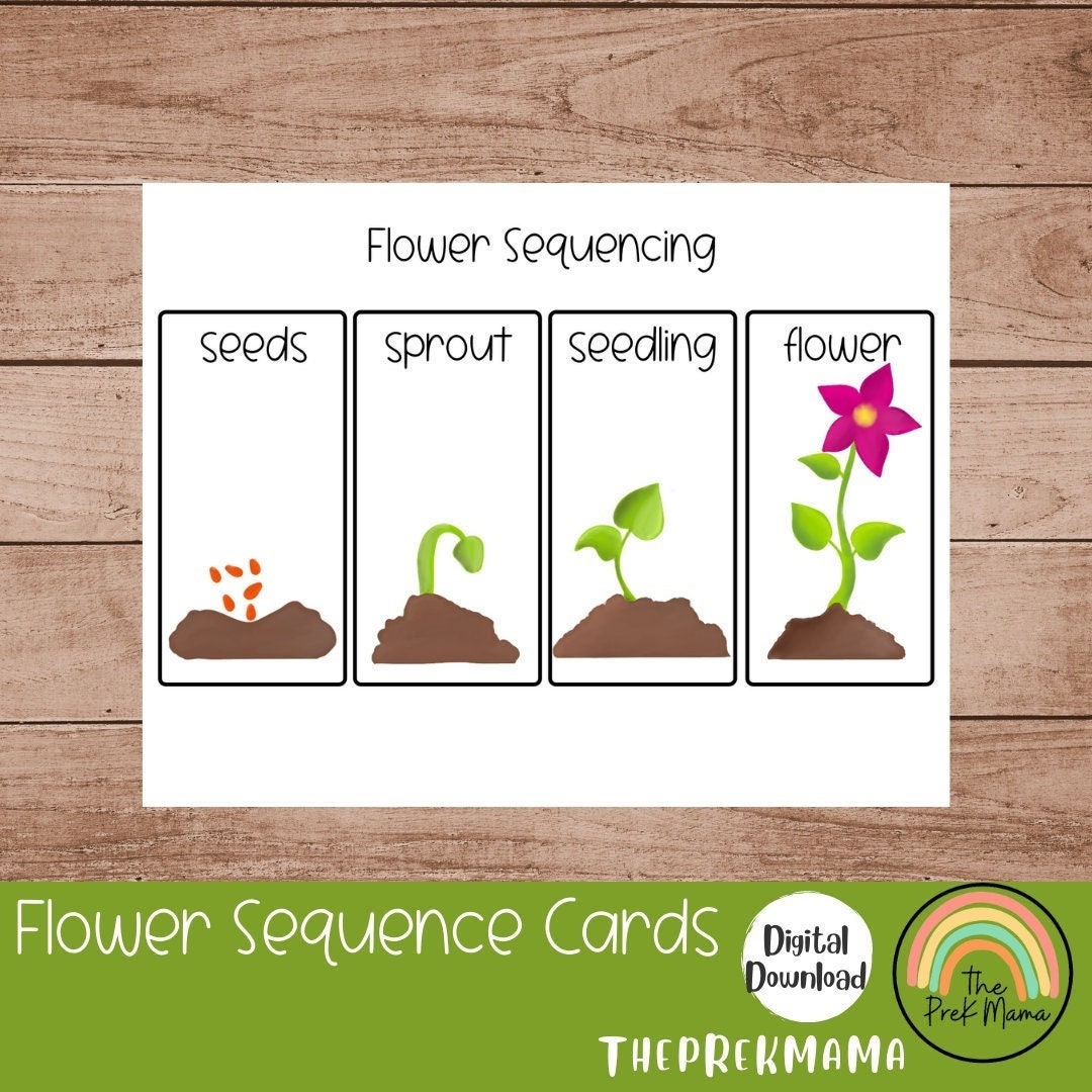 Flower Sequencing Cards Preschool Curriculum Preschool | Etsy