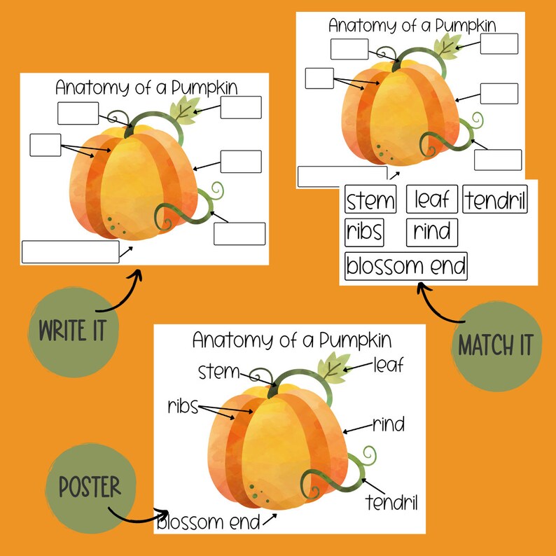 Anatomy of a Pumpkin, Preschool Printable, Montessori Materials ...