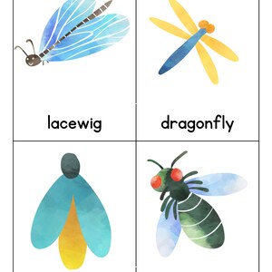 Montessori 3 Part Bug Cards Preschool Printable Flashcard - Etsy