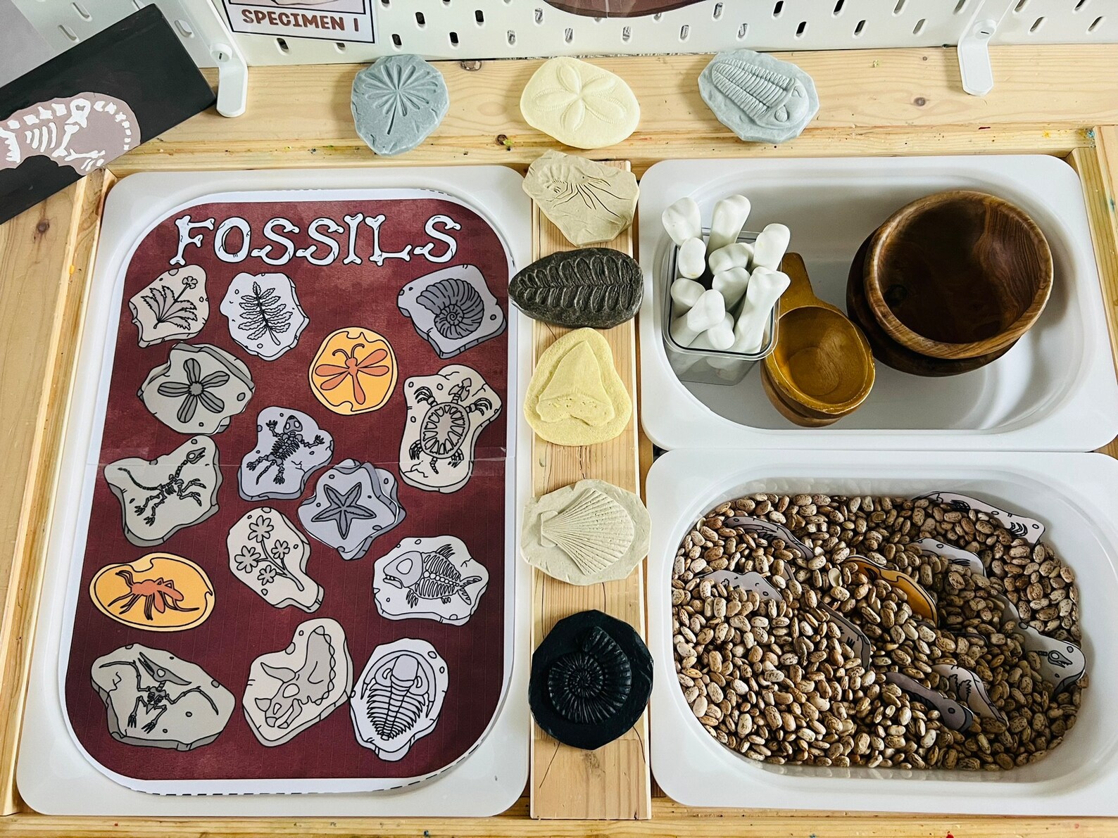 Fossil Matching Flisat Inserts, Flisat Table, Flisat Insert Printable ...