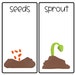 Flower Sequencing Cards, Preschool Curriculum, Preschool Printable ...