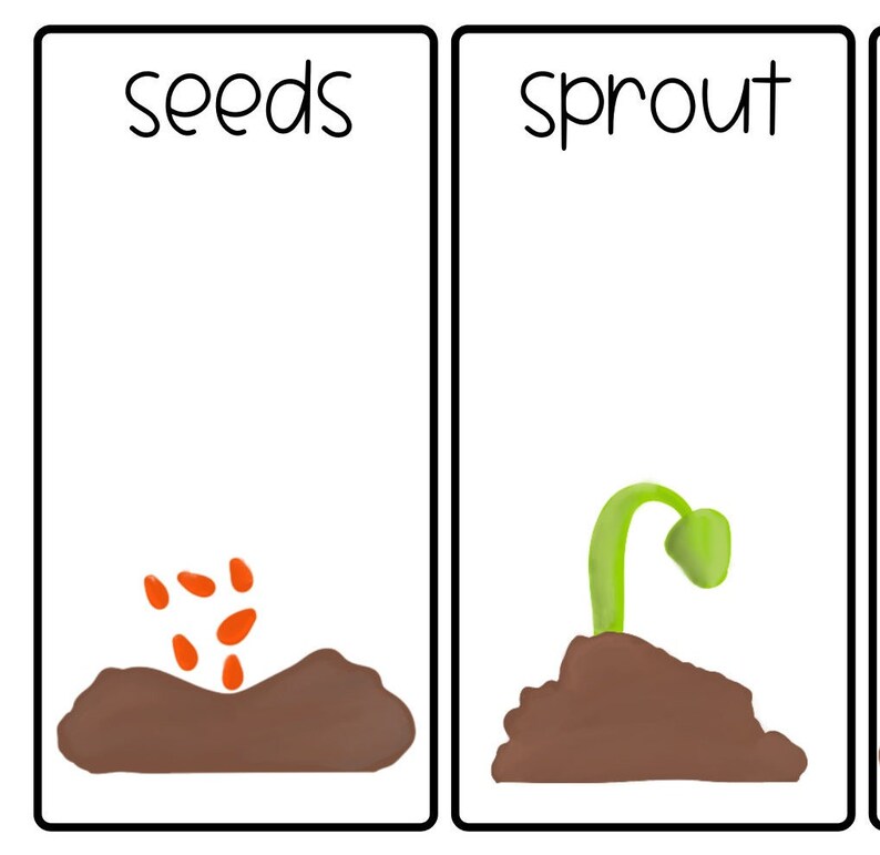 Flower Sequencing Cards, Preschool Curriculum, Preschool Printable ...