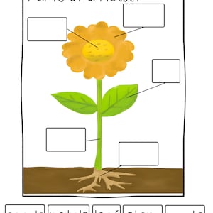 Parts of a Flower, Preschool Curriculum, Preschool Printable ...