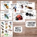 Insect Unit Study, Preschool Curriculum, Preschool Printable, Preschool ...