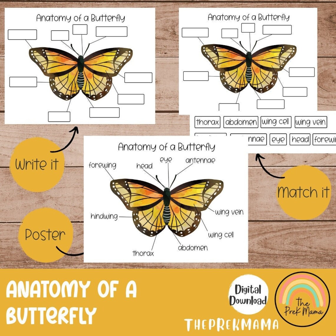 Anatomy of a Butterfly Preschool Curriculum Preschool - Etsy