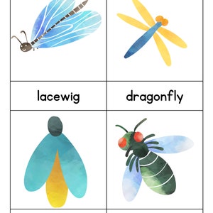 Montessori 3 Part Bug Cards, Preschool Printable, Flashcard, Preschool ...