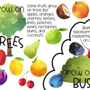 All About Fruits and Vegetables, Preschool Curriculum, Preschool ...