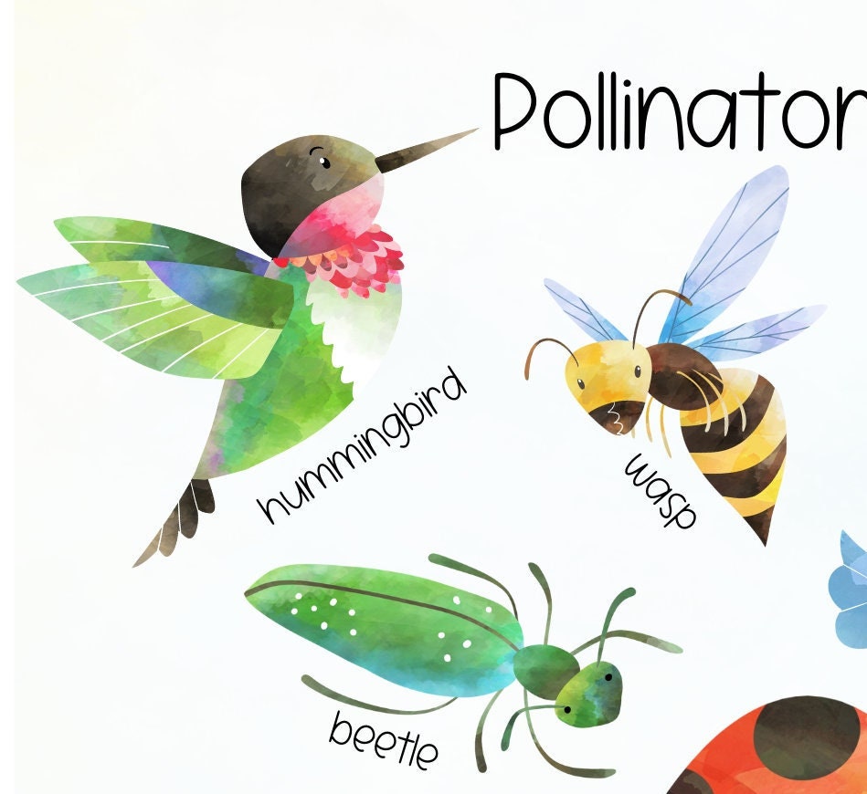 Pollinators Poster Preschool Curriculum Preschool Printable - Etsy