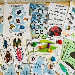 Insect Unit Study, Preschool Curriculum, Preschool Printable, Preschool ...