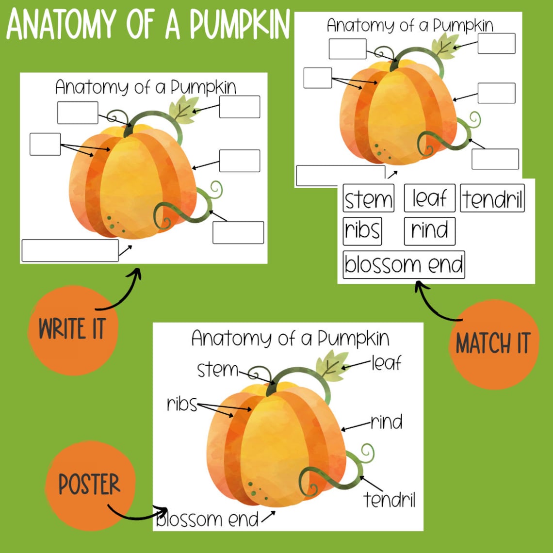 Pumpkin Unit Study Homeschool Learning Materials Educational - Etsy