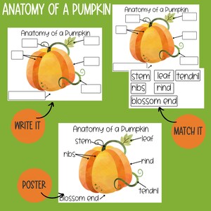 Pumpkin Unit Study Homeschool Learning Materials Educational Activities ...