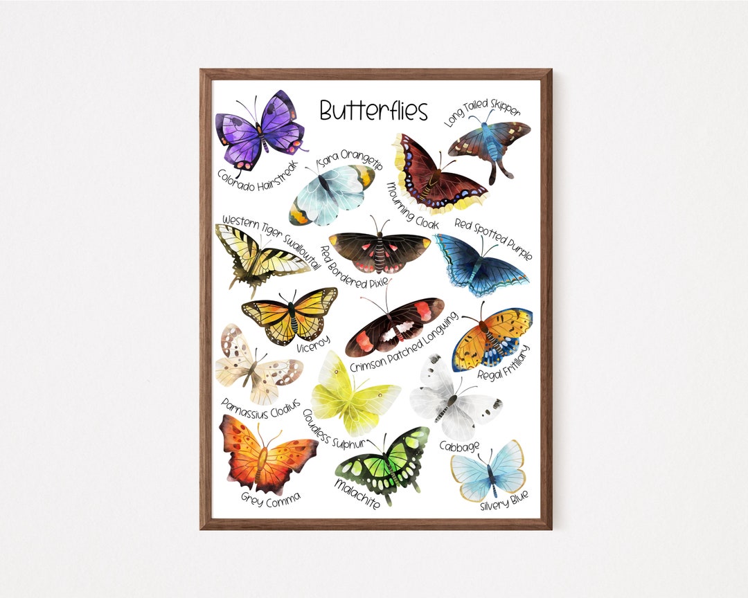 Butterfly Poster, Preschool Curriculum, Preschool Printable ...