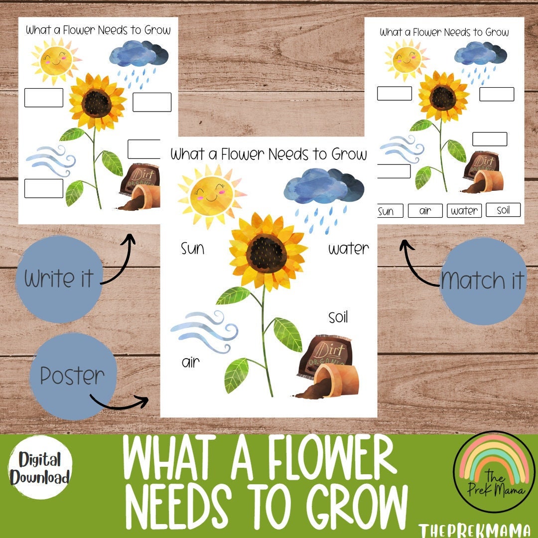 What a Flower Needs to Grow, Preschool Curriculum, Preschool Printable ...
