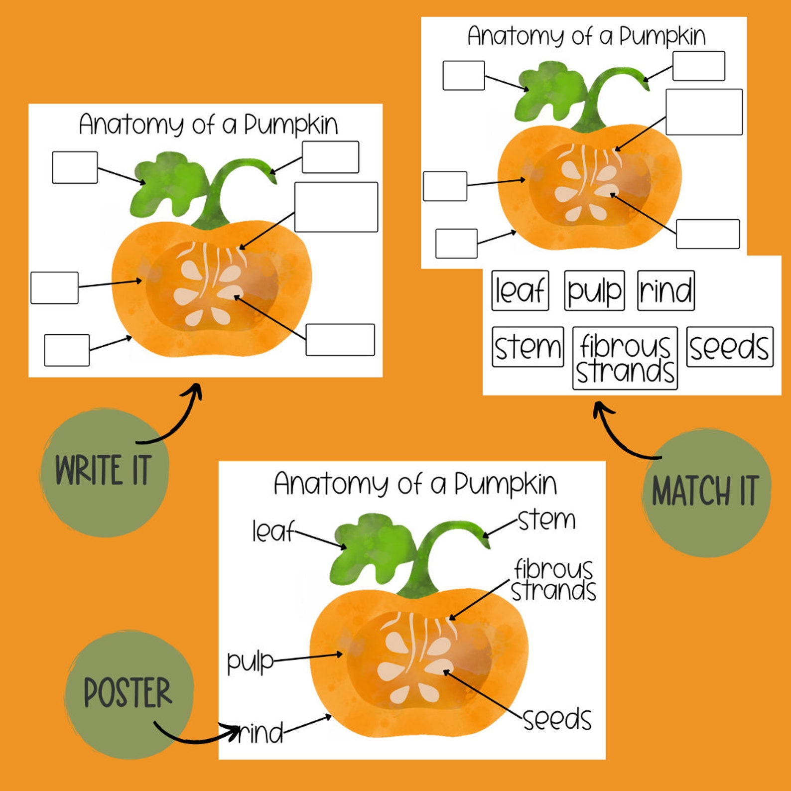Anatomy of a Pumpkin, Preschool Printable, Montessori Materials ...