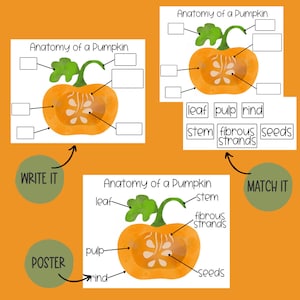 Anatomy of a Pumpkin, Preschool Printable, Montessori Materials ...