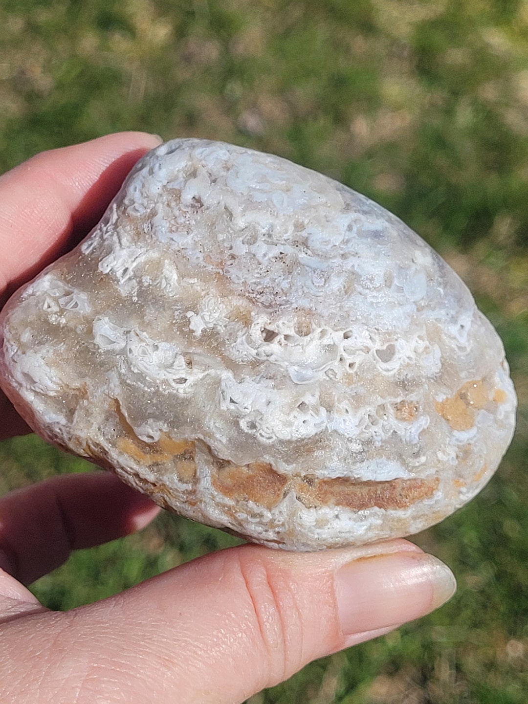 HORN CORAL COLONY White Fossil Specimen W/blue Chalcedony Plus I Always ...