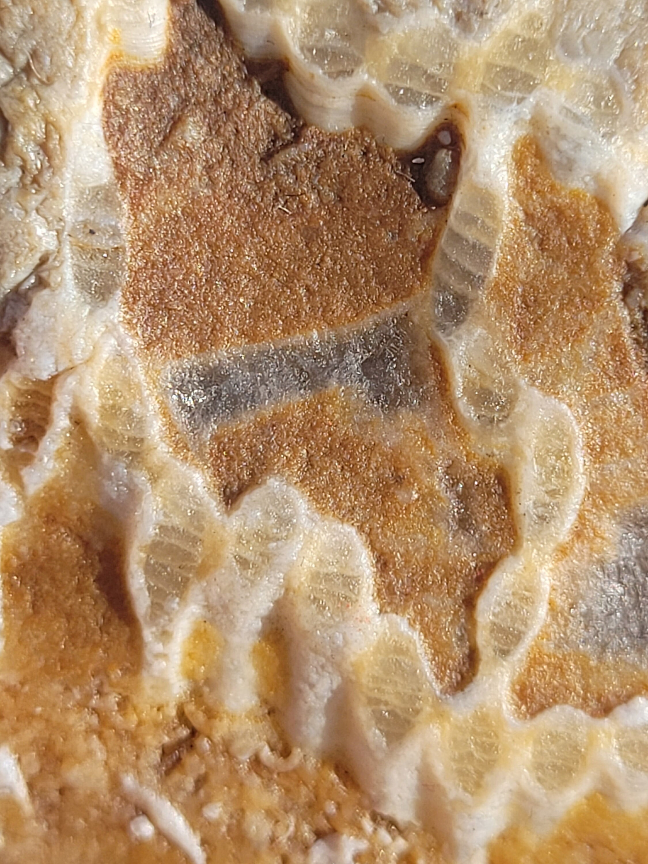 Wicked CHAIN CORAL Mix W/ Sponge & HORN Corals Plus I Always Include ...