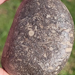 Wild CRINOID / CLADOPORA Fossil Coral Mix Plus I Always Include Extra ...