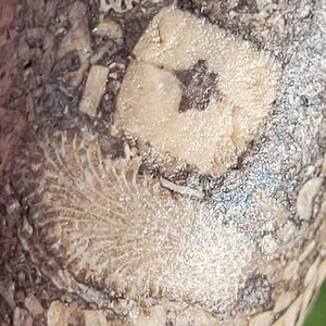 Wild CRINOID / CLADOPORA Fossil Coral Mix Plus I Always Include Extra ...