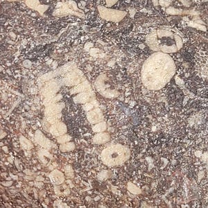 Wild CRINOID / CLADOPORA Fossil Coral Mix Plus I Always Include Extra ...