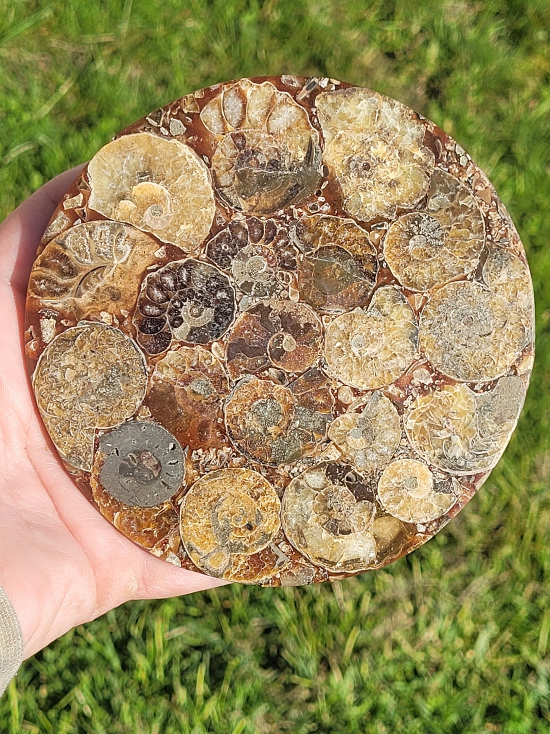 Small Size AMMONITES PLATE W/one PYRITE Replaced Ammonite Plus I Always ...