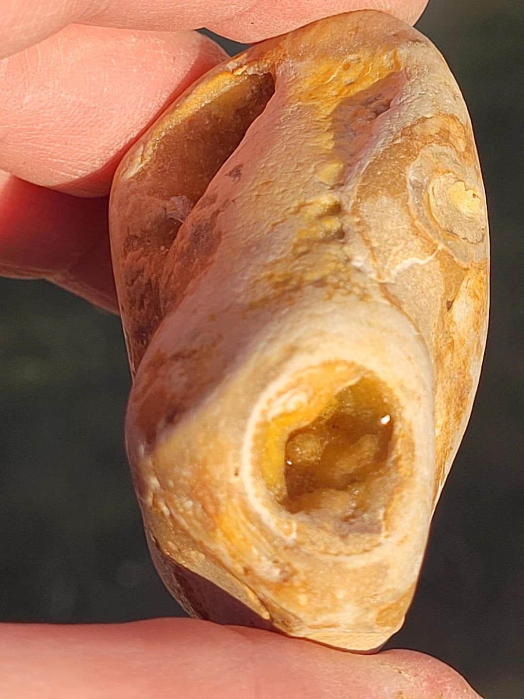 Drusy BOTRYOIDAL Geode HORN CORAL Specimen in Chert Matrix Plus I ...