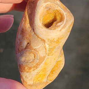 Drusy BOTRYOIDAL Geode HORN CORAL Specimen in Chert Matrix Plus I ...