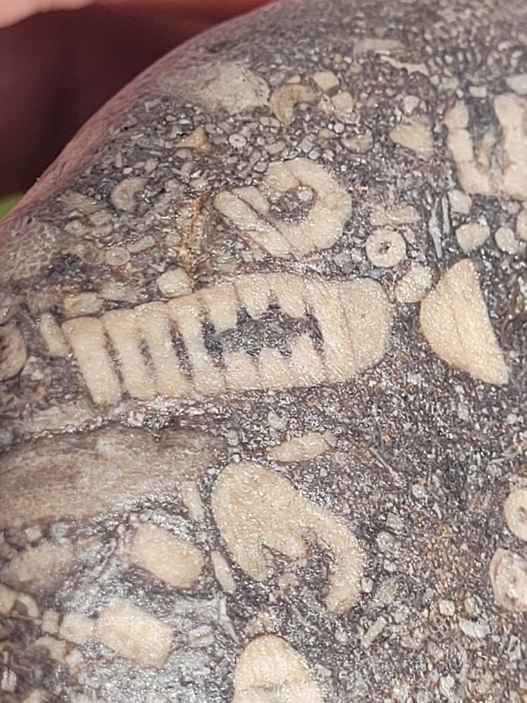 Wild CRINOID / CLADOPORA Fossil Coral Mix Plus I Always Include Extra ...