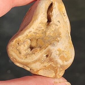 Drusy BOTRYOIDAL Geode HORN CORAL Specimen in Chert Matrix Plus I ...
