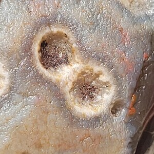 Wild Blue Lake Superior SAGINITE Agate W/ Rare Green Chalcedony Jelly ...