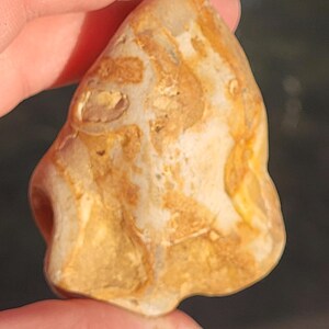 Drusy BOTRYOIDAL Geode HORN CORAL Specimen in Chert Matrix Plus I ...