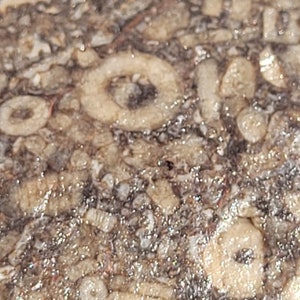 Wild CRINOID / CLADOPORA Fossil Coral Mix Plus I Always Include Extra ...