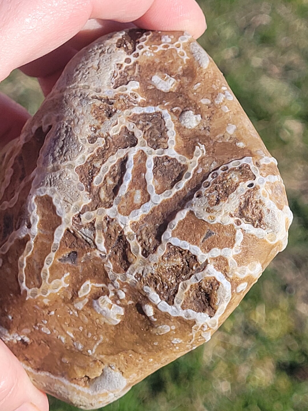 Wicked CHAIN CORAL Mix W/ Sponge & HORN Corals Plus I Always Include ...