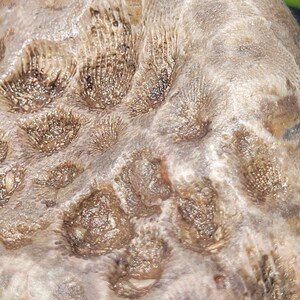 Rare Very PINK & Florescent PETOSKEY W/bonus FAVOSITE Fossil Coral Head ...