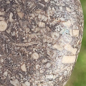 Wild CRINOID / CLADOPORA Fossil Coral Mix Plus I Always Include Extra ...