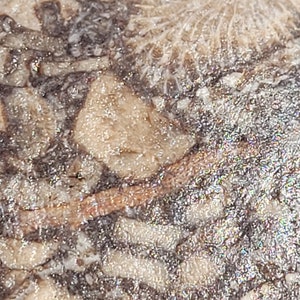 Wild CRINOID / CLADOPORA Fossil Coral Mix Plus I Always Include Extra ...