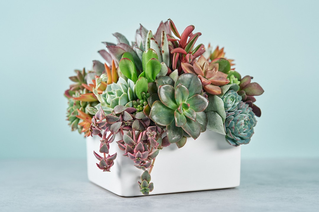 White Square Succulent Arrangement Planter: Modern Living Succulent ...