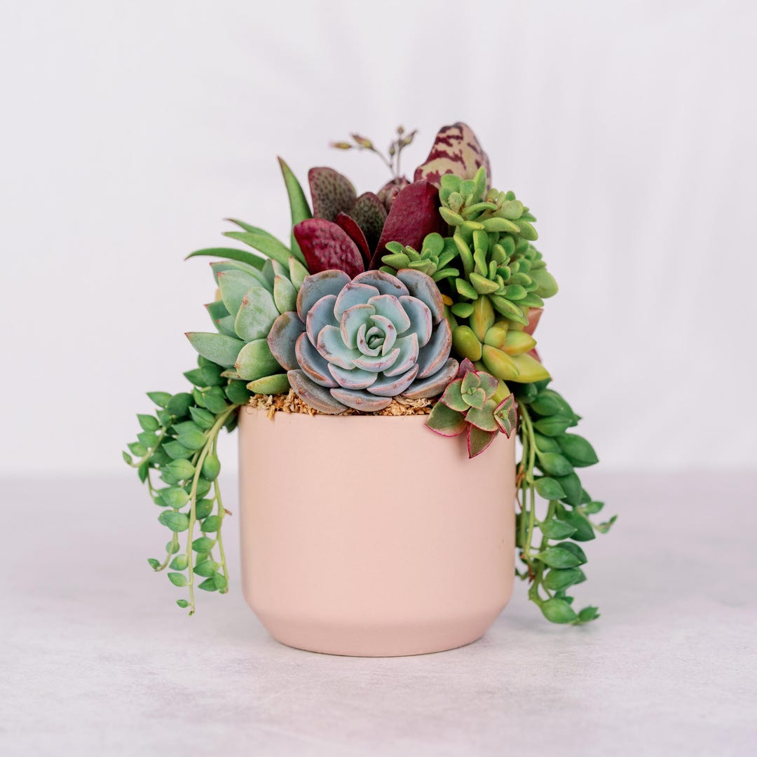 Small Pink Succulent Arrangement Planter | Client Gift, Party Favor ...