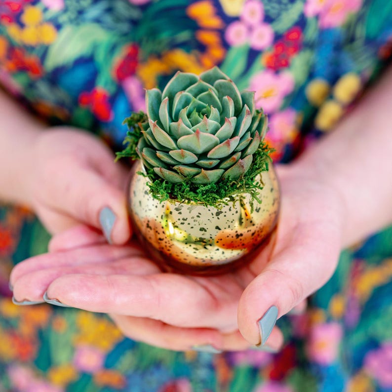 Succulent Favors in Gold Mercury Glass Globes for Weddings and Events ...