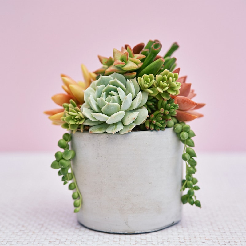 Cement Succulent Plants - Etsy